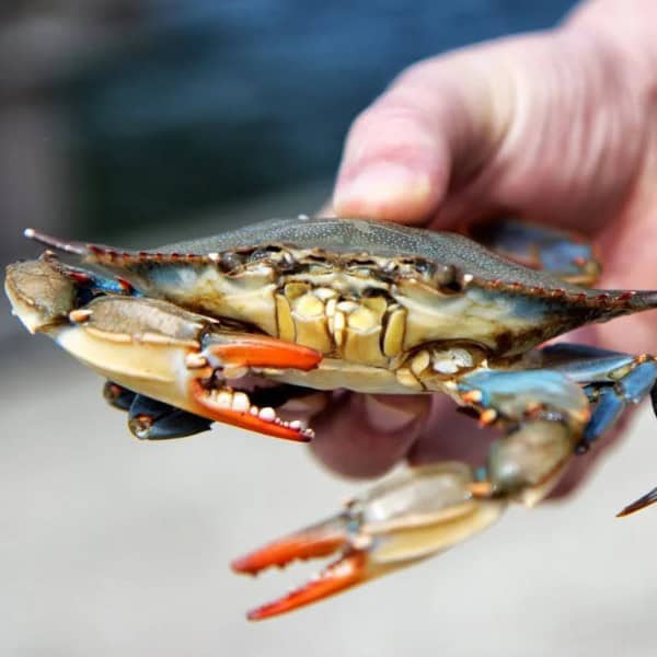 Buy Fresh Crab Online | Seafood Factory Outlet